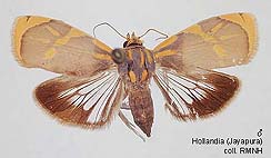 Papua Insects Foundation (Lepidoptera/Immidae thumbnails)